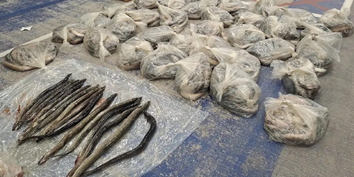 Major blow to billion-euro glass eel trafficking networks - FiskerForum
