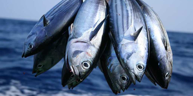 African tuna fishery gains MSC certification - FiskerForum