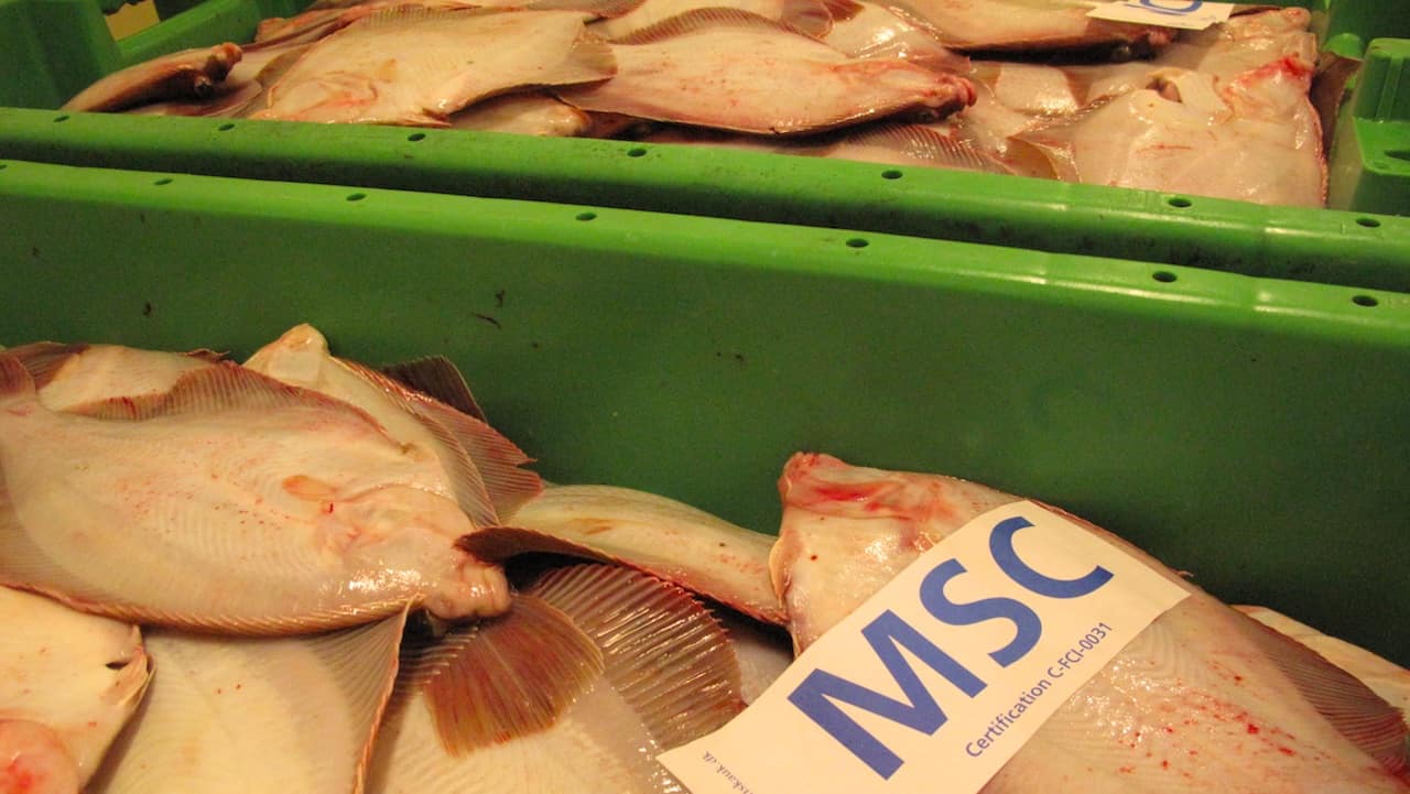 Fish firmly on the Danish menu - FiskerForum