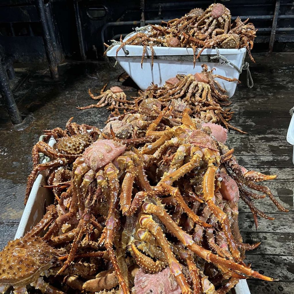 Prison and fishing ban for trafficking diseased crab - FiskerForum