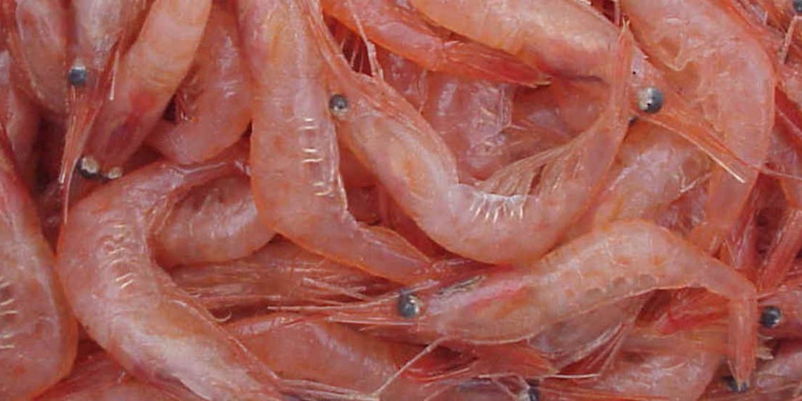 Flemish Cap northern shrimp fishery re-opens - FiskerForum