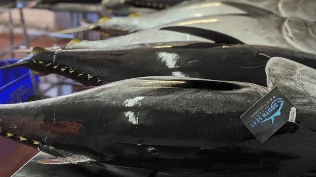 Tuna Australia drives Southern Bluefin Tuna MSC certification - FiskerForum