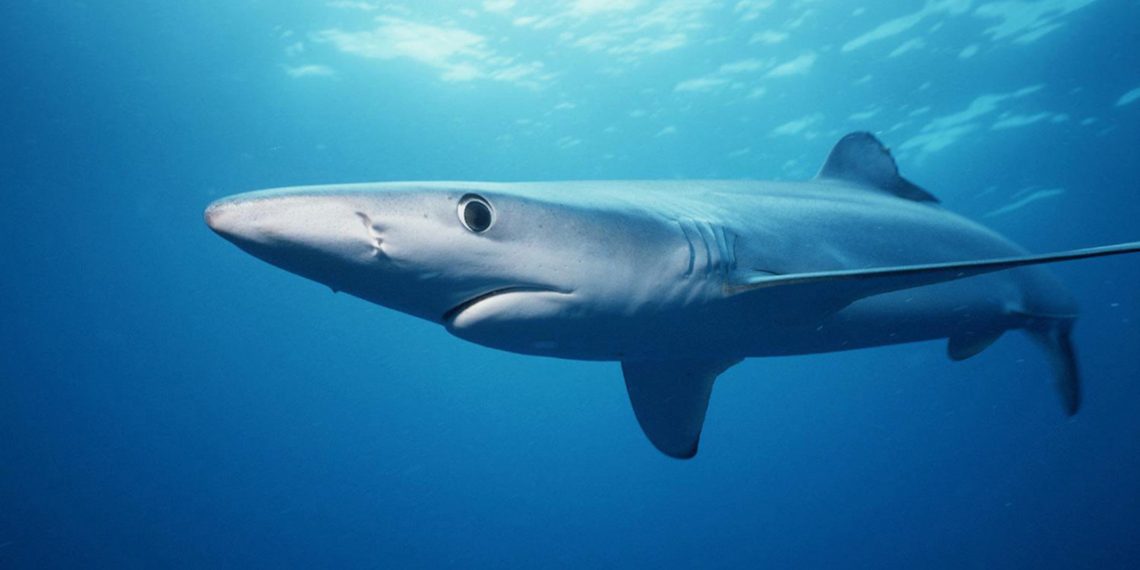 Defending sustainable shark fisheries - FiskerForum